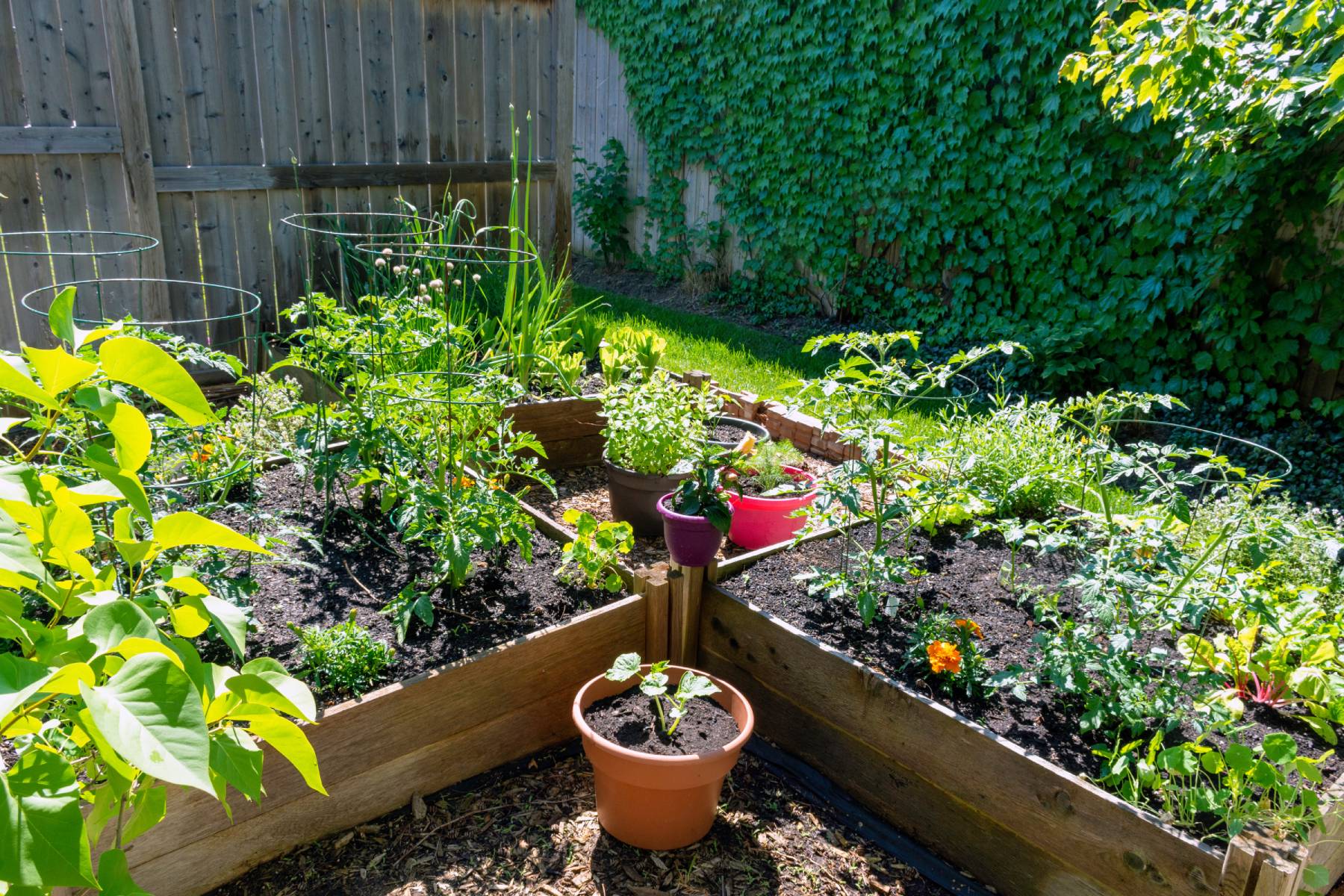 How Does Your Garden Grow? – Live – Mother Earth News